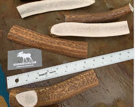 Lots of Elk Options - Split Elk - Various Sizes - ELK DROP – Acadia Antlers