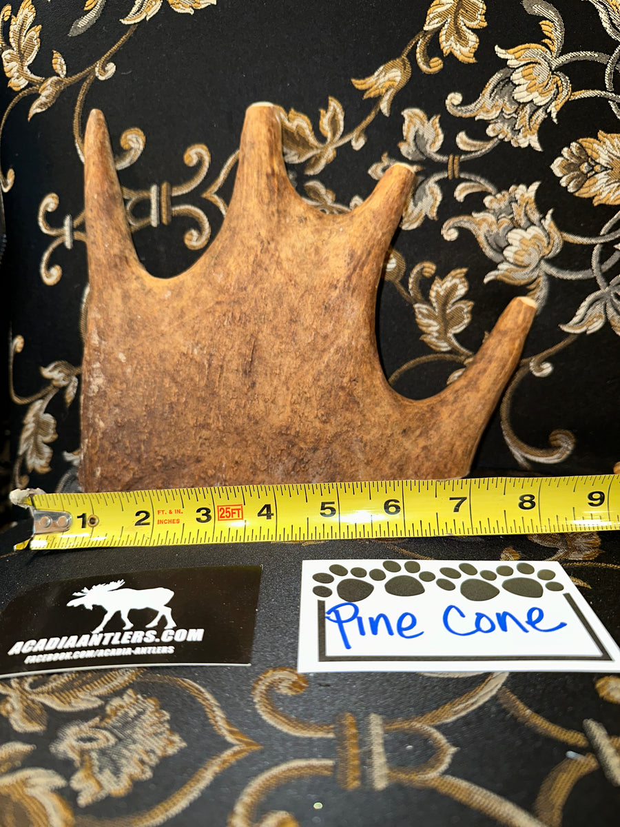Acadia Antlers - PINE CONE - Large / XL Crown Style Antler - Top Pick!