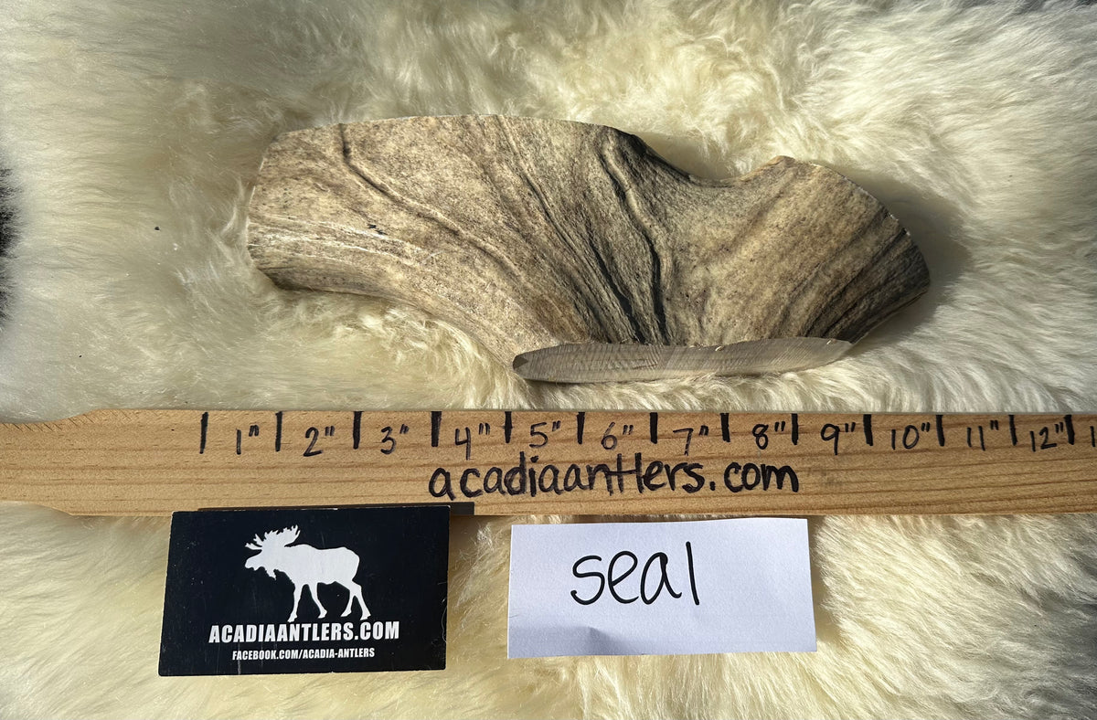 Oversized Acadia Antler Pitbull Pacifier SEAL - XXL Strong Chewer! TOP ...