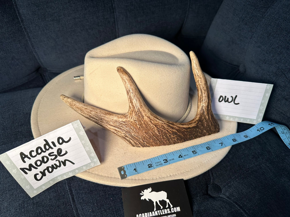 Acadia Antlers - OWL - Large Crown Style Antler