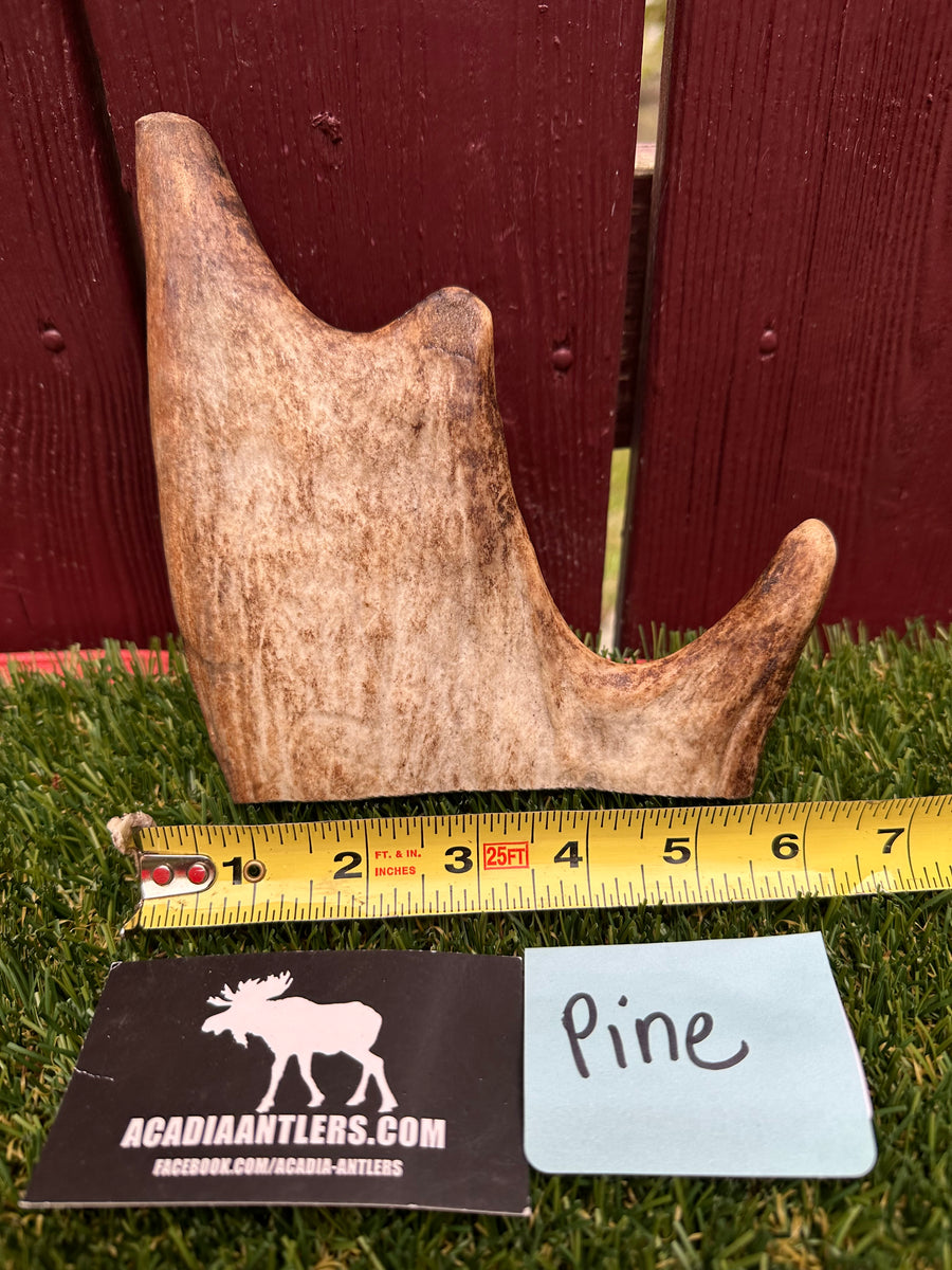 Acadia Antlers - PINE (thin) - SMALL /MED. Crown Style Antler - Top Pi