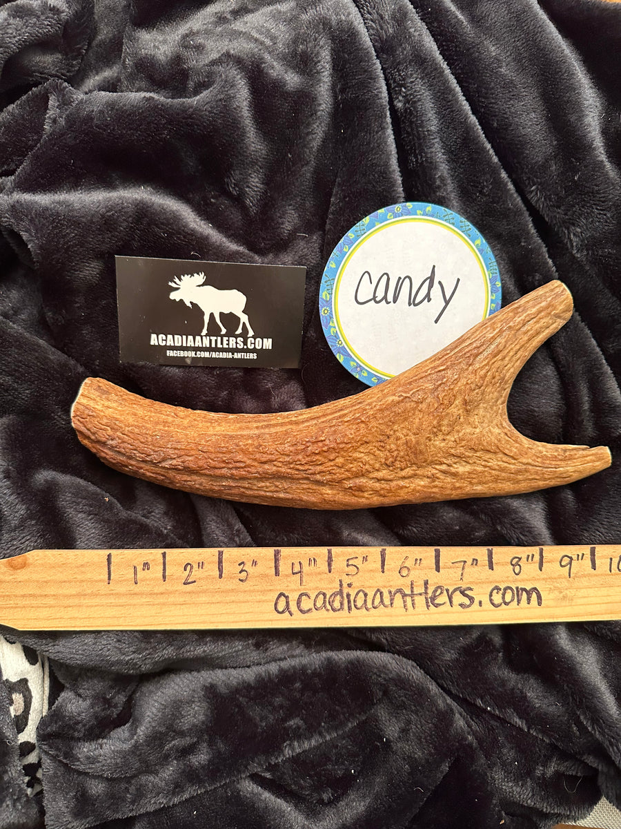 Acadia Lobster Claw - CANDY - for Power Chewers – Acadia Antlers