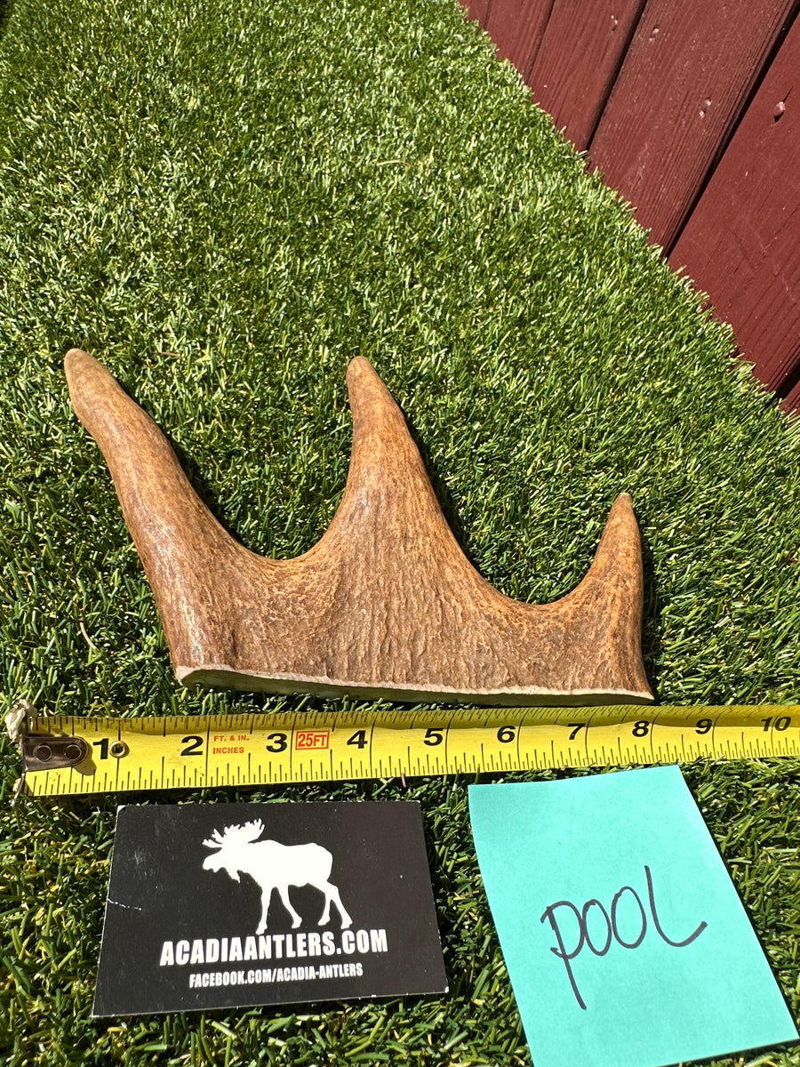 Acadia Antlers - POOL - Large / XL Crown Style Antler - Top Pick!