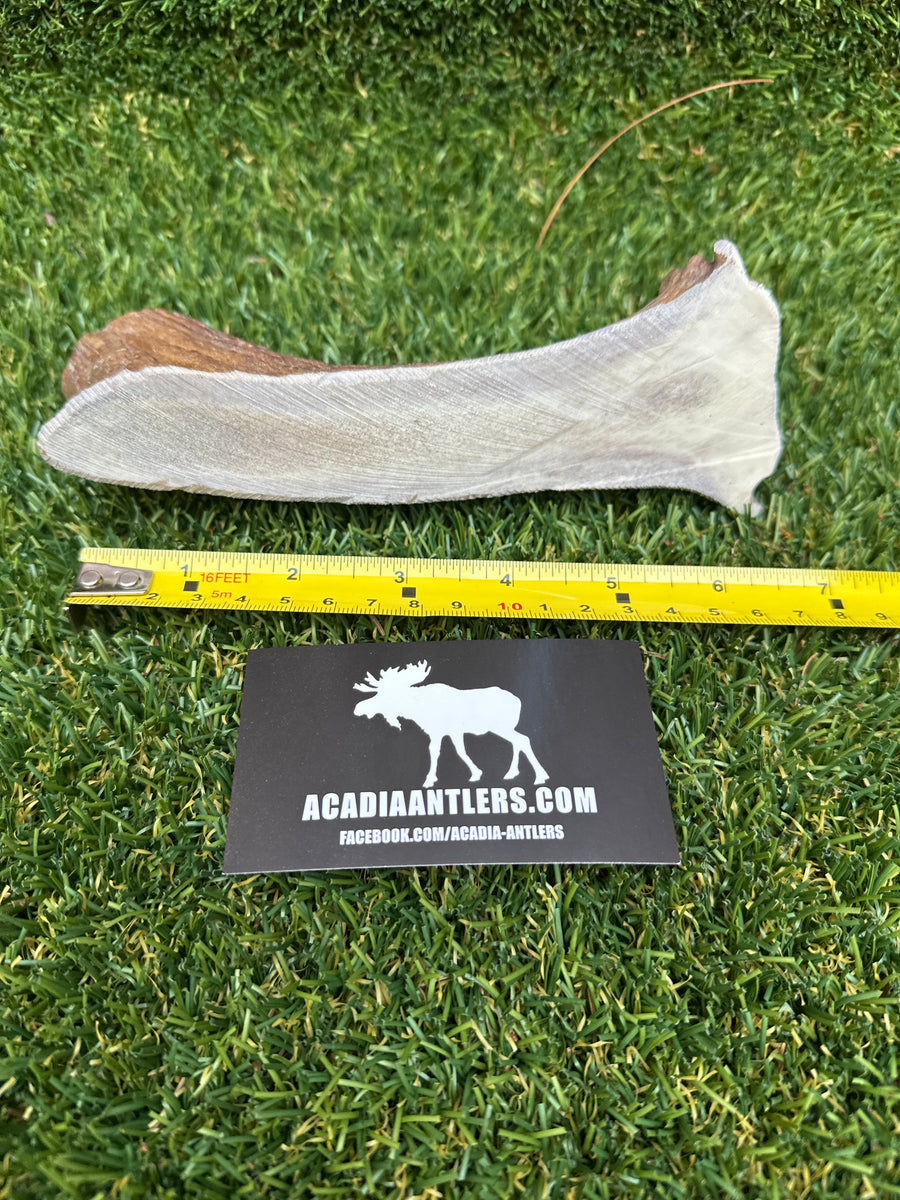 Acadia Split Moose Antlers for Medium Dogs – Acadia Antlers