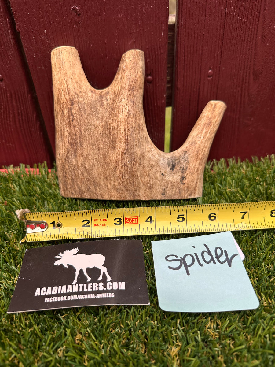 Acadia Antlers - SPIDER - SMALL /MED. Crown Style Antler - Top Pick!