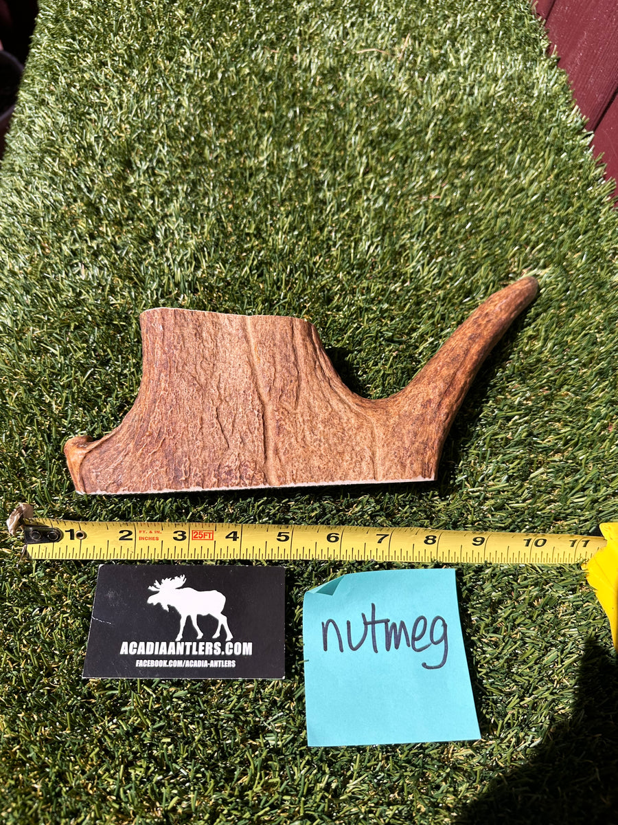 Acadia Antlers - NUTMEG - Large / XL Crown Style Antler - Top Pick!