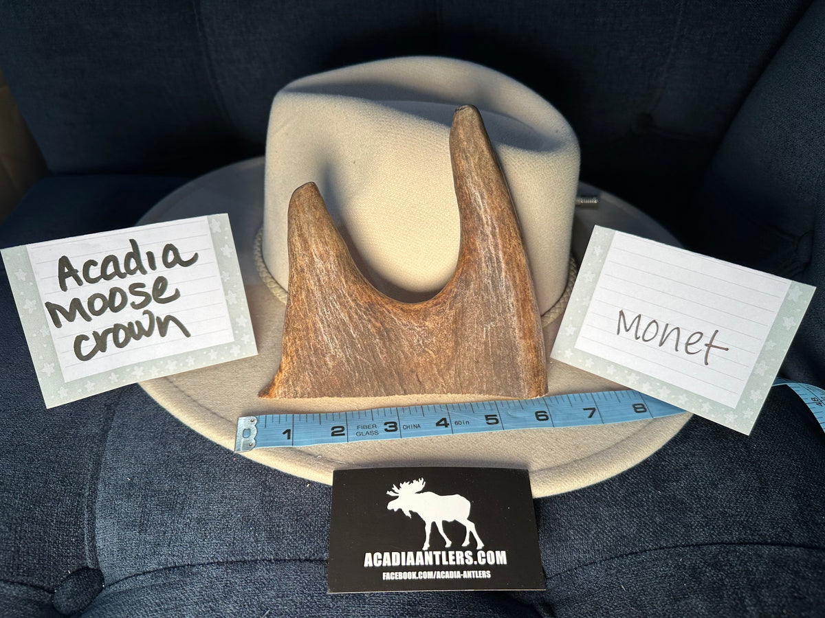 Acadia Antlers - MONET - Medium Crown Style Antler