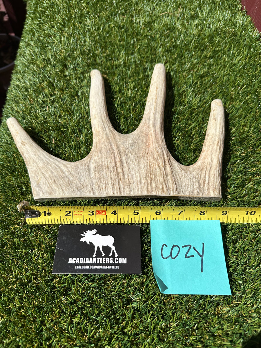 Acadia Antlers - COZY - Large / XL Crown Style Antler - Top Pick!