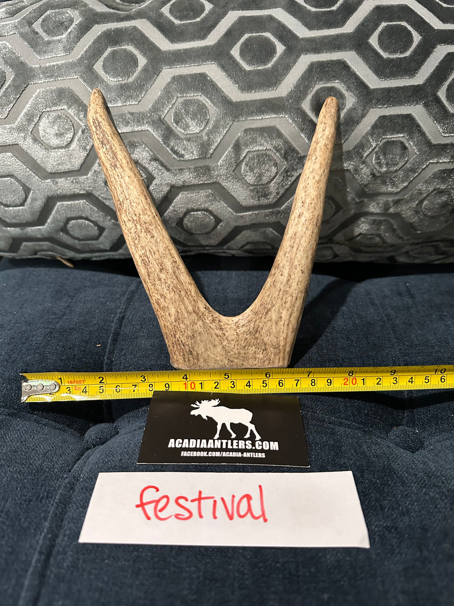 Acadia Antlers - FESTIVAL - L Crown Style Antler