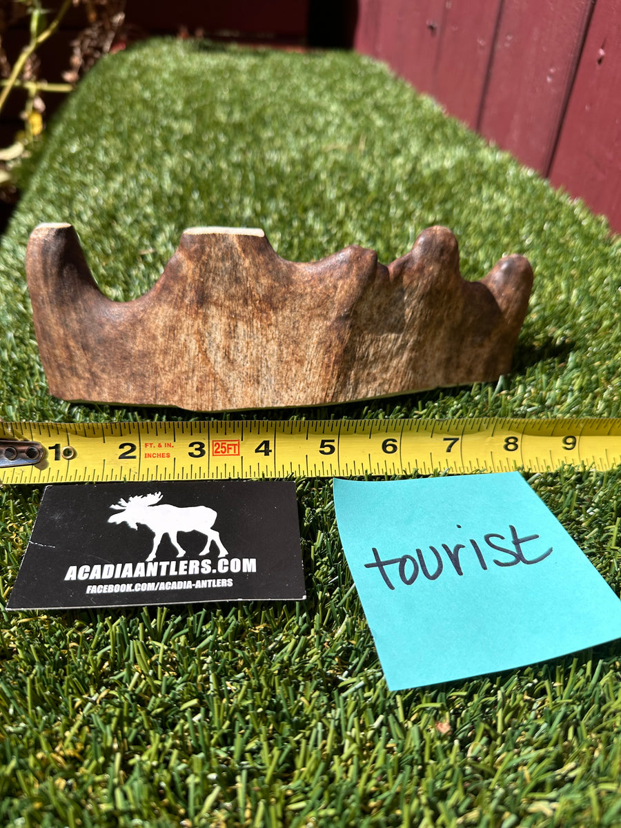 Acadia Antlers - TOURIST - SMALL /MED. Crown Style Antler - Top Pick!