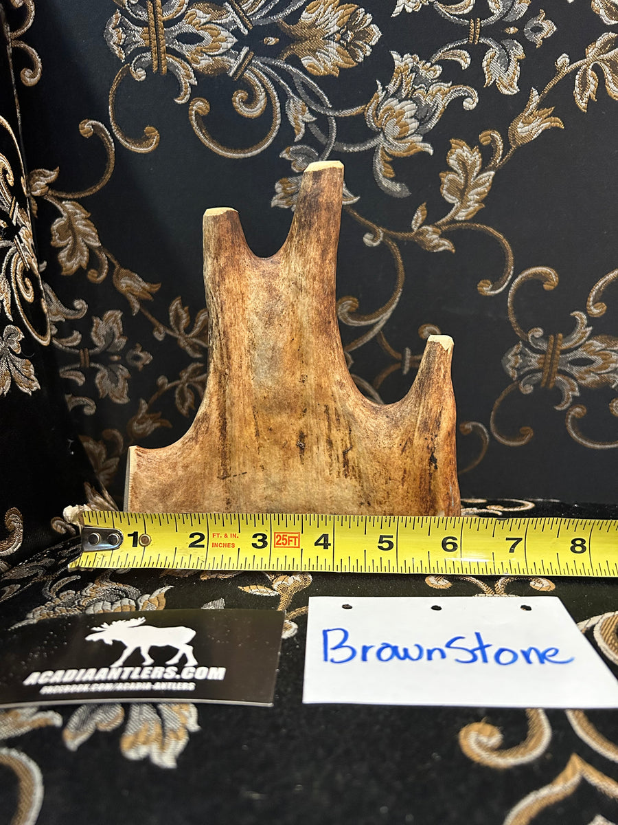 Acadia Antlers - BROWNSTONE (thin) - SMALL /MED. Crown Style Antler
