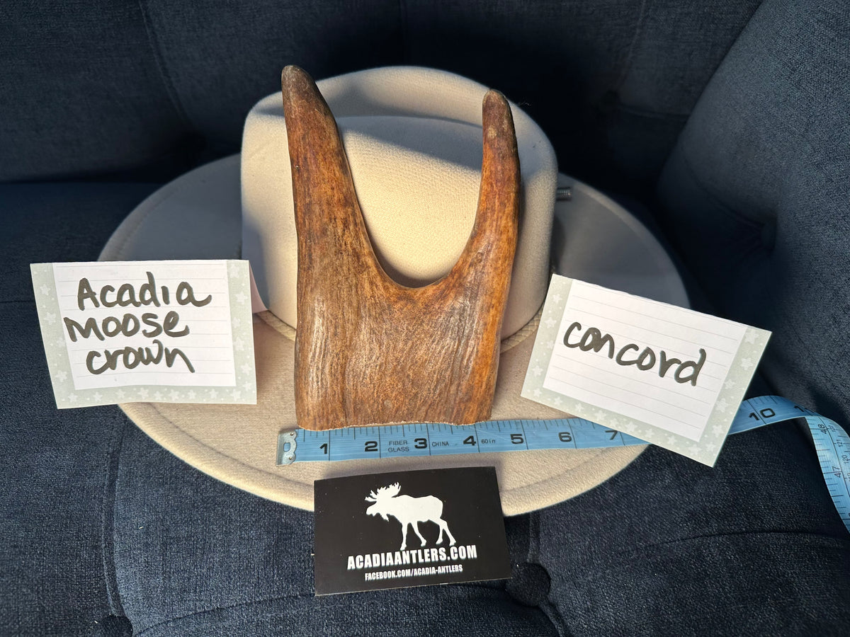 Acadia Antlers - CONCORD - Medium/Large Crown Style Antler