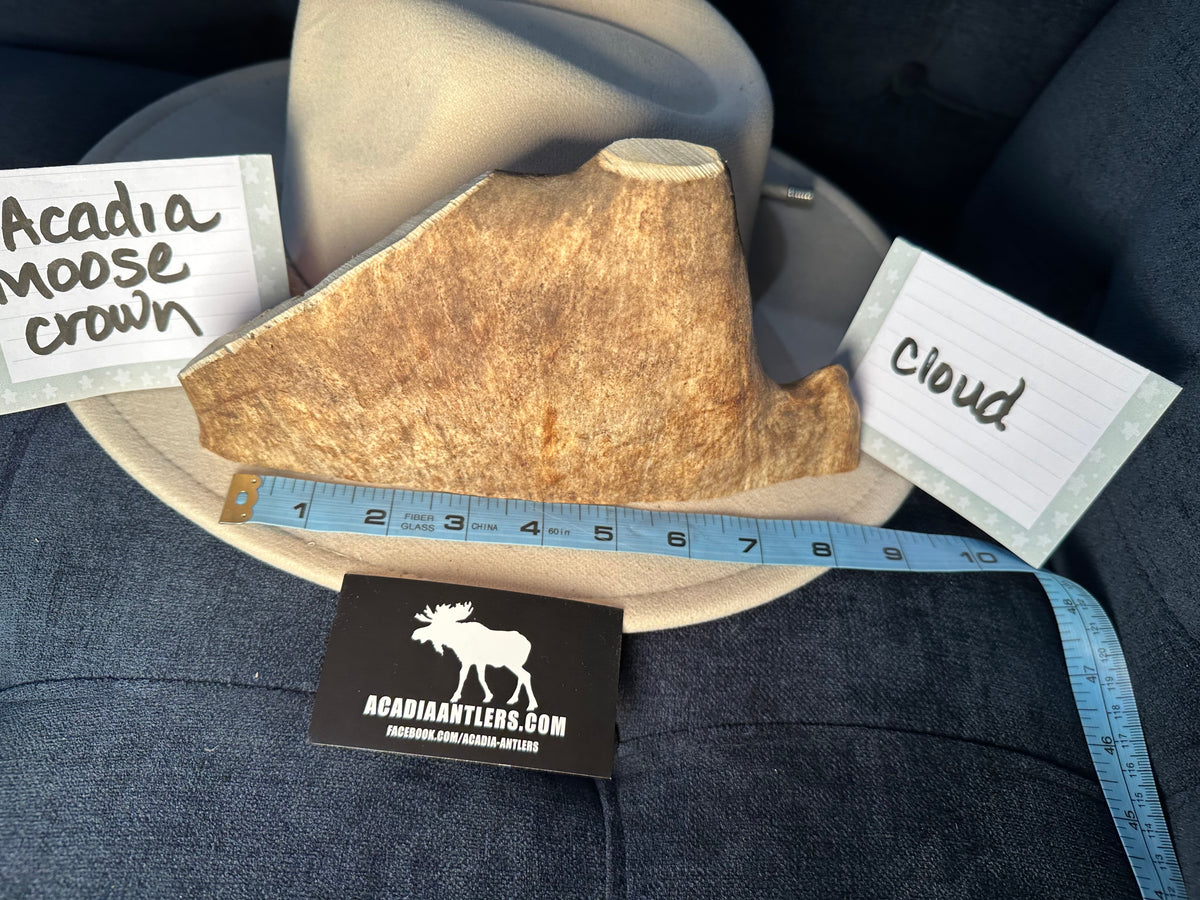 Acadia Antlers - CLOUD (Thin) - Large Crown Style Antler