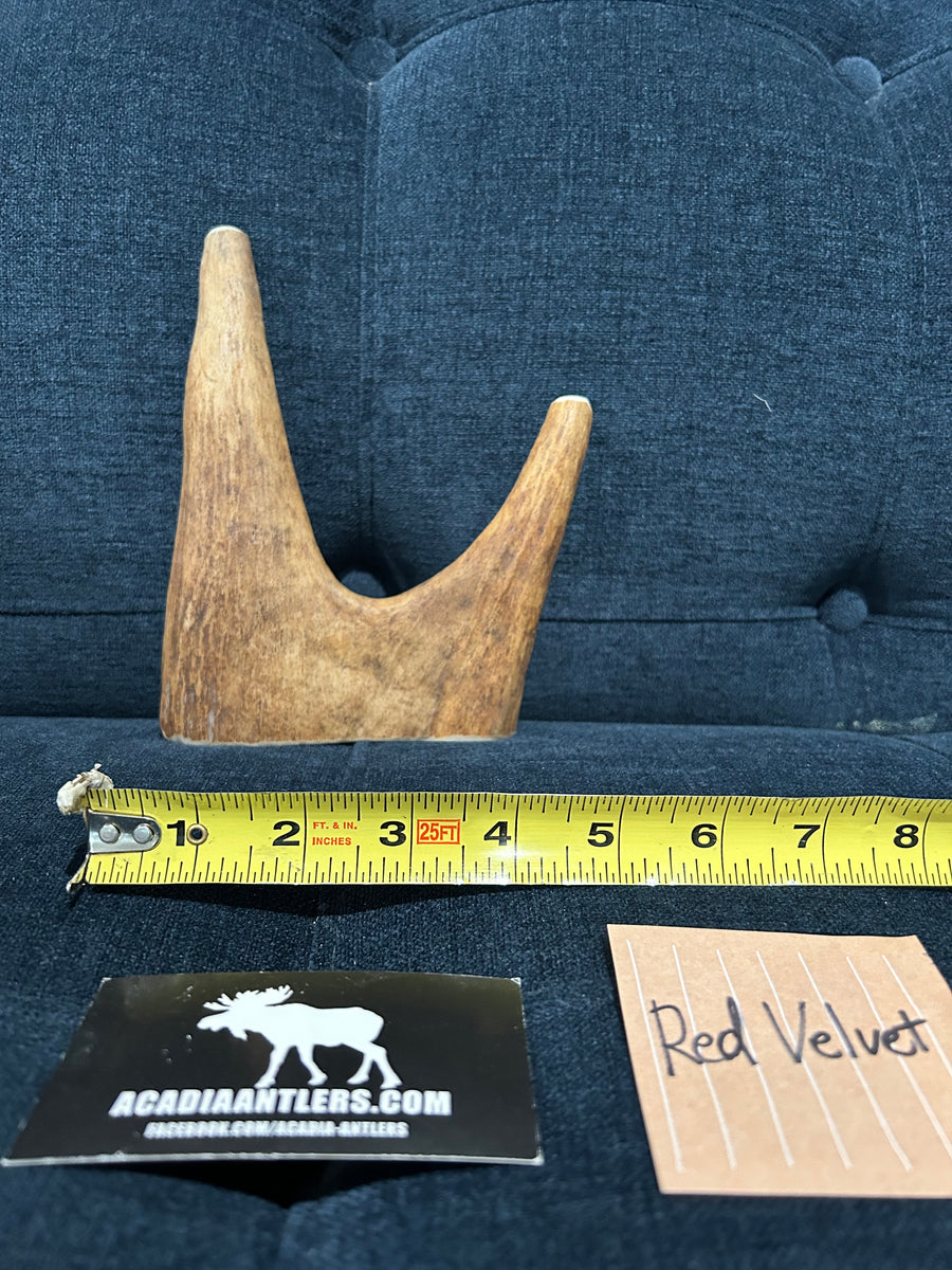 Acadia Antlers - RED VELVET - SMALL /MED. Crown Style Antler - Top Pic
