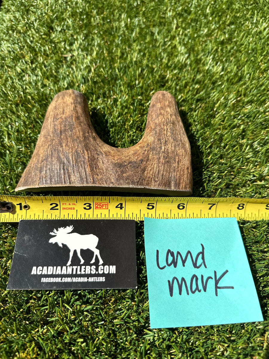 Acadia Antlers - LANDMARK - SMALL /MED. Crown Style Antler - Top Pick!
