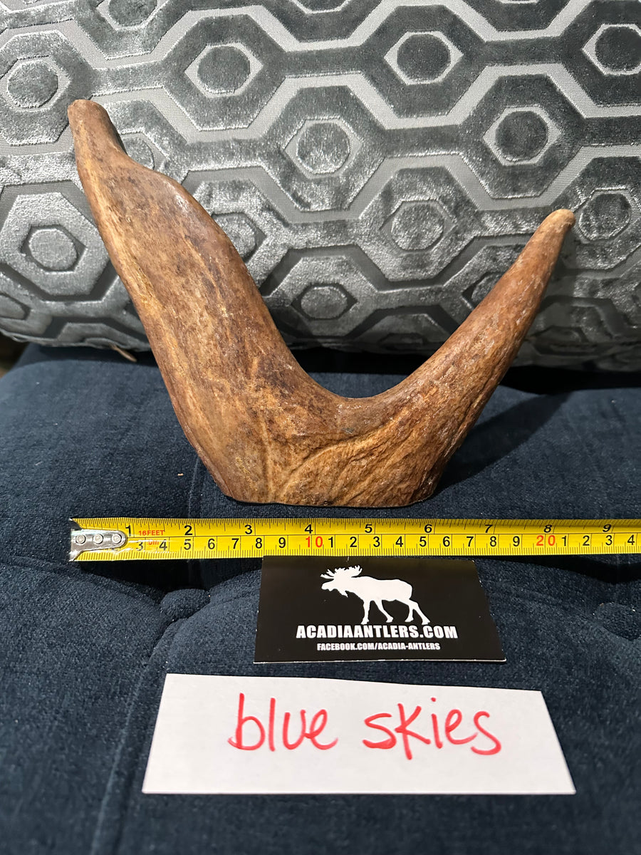 Acadia Antlers - BLUE SKIES - L Crown Style Antler