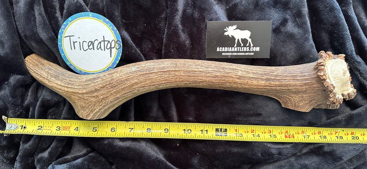 Dino Beam - TRICERATOPS - The Biggest Cut We Sell – Acadia Antlers