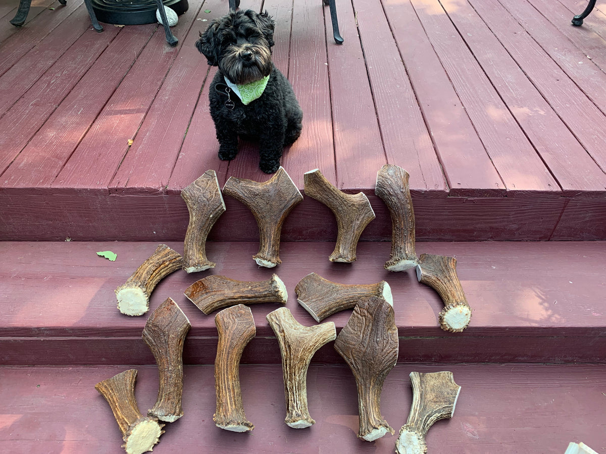 Acadia Moose Antler Full Beam - SKY BLUE - Tough Chewer – Acadia Antlers