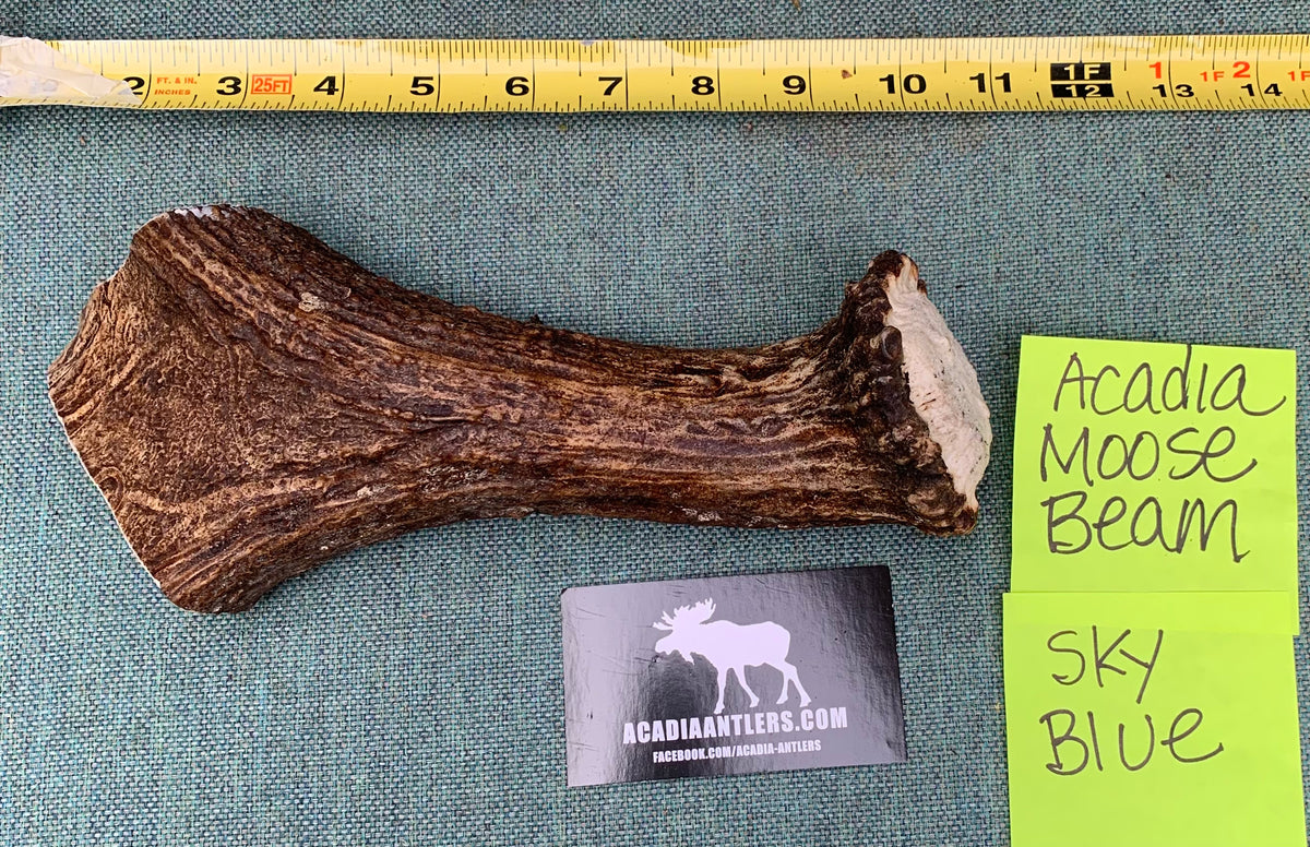 Acadia Moose Antler Full Beam - SKY BLUE - Tough Chewer – Acadia Antlers